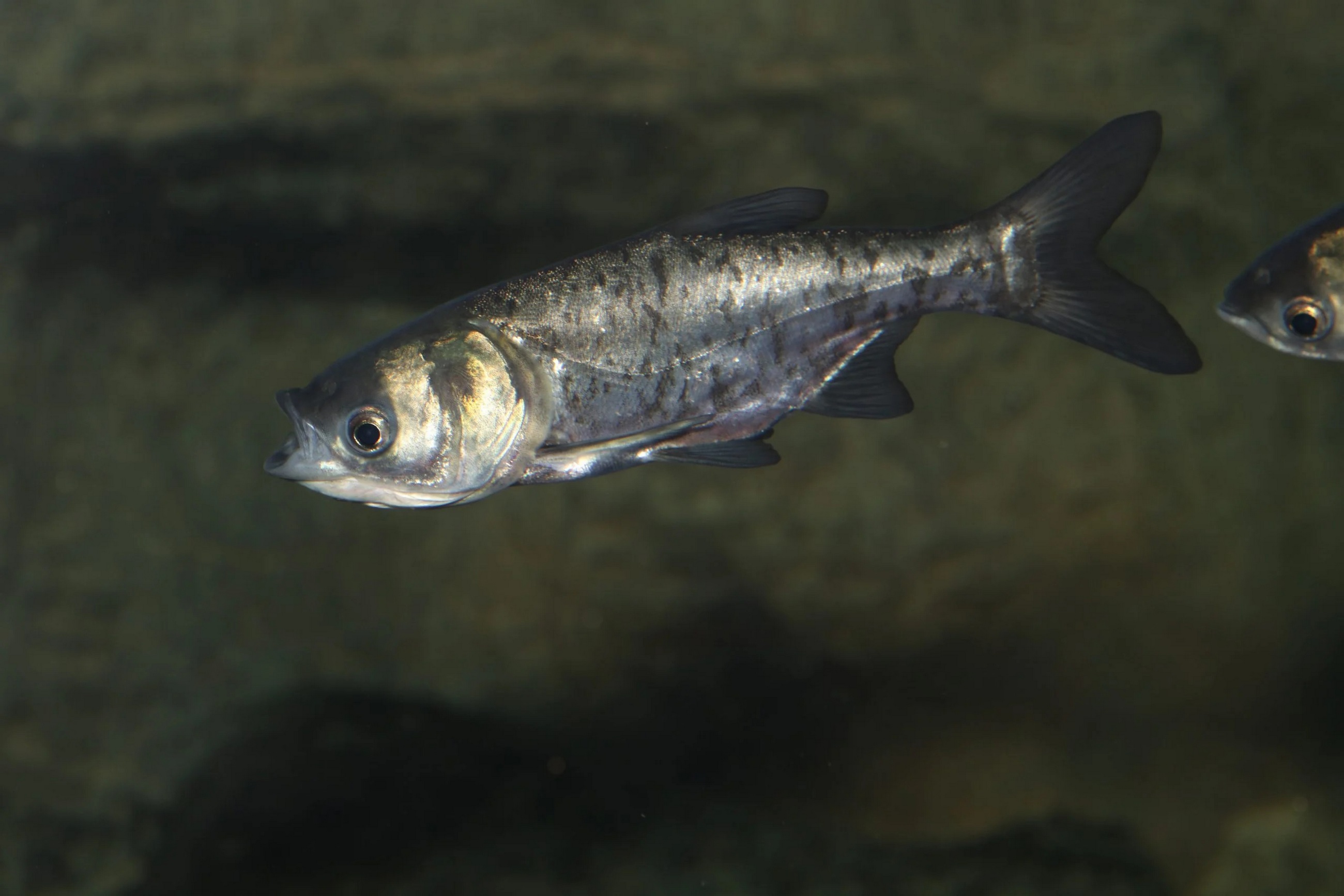 Hypophthalmichthys nobilis (Richardson, 1845)